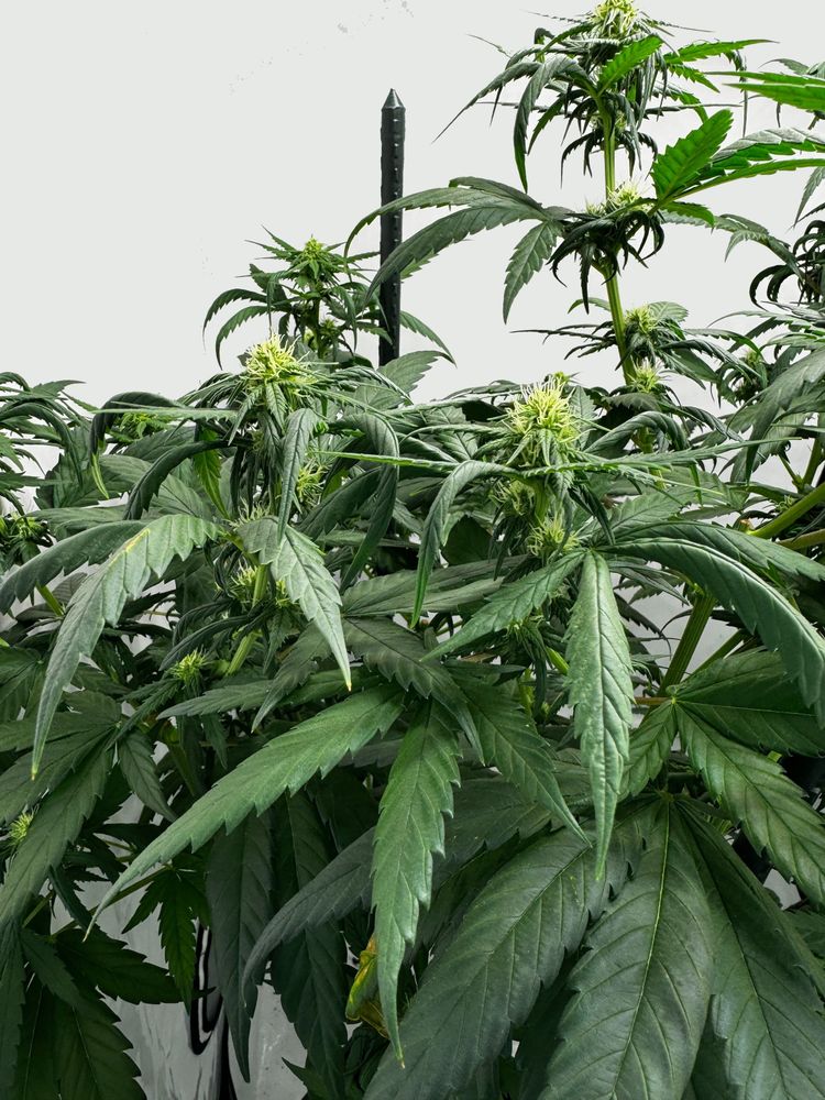 Lemon Haze: Wirkung, Nebenwirkungen und Anbau der zitronigen Cannabis ...